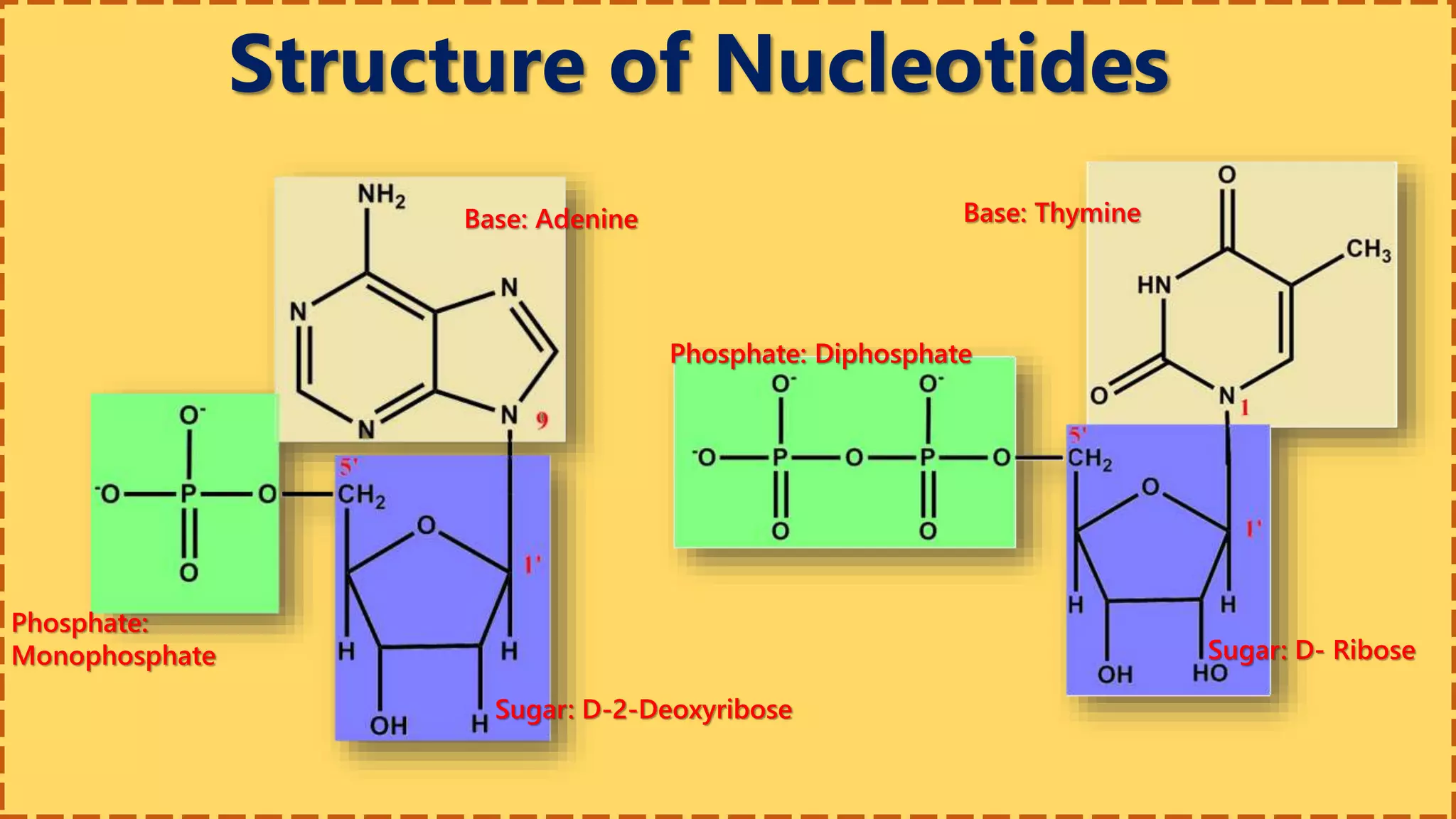 Nucleic acids & Nucleotides | PPTX | Chemistry | Science
