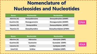 Nucleic acids & Nucleotides | PPTX | Chemistry | Science