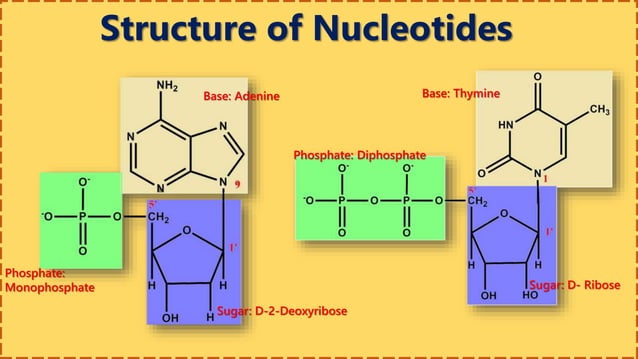 Nucleic acids & Nucleotides | PPTX | Chemistry | Science