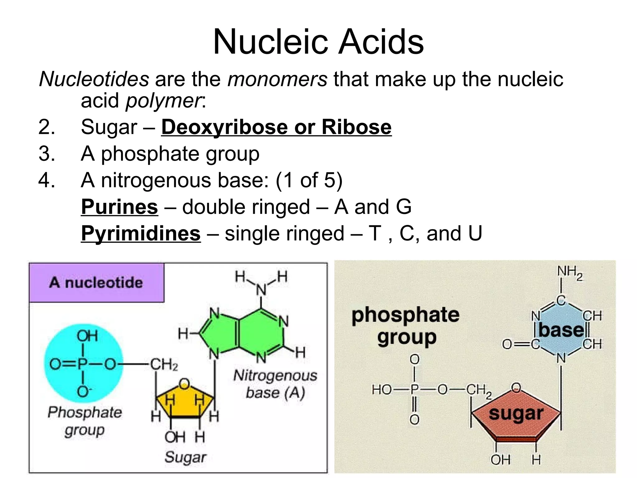 Nucleic Acids | POT | Chemistry | Science