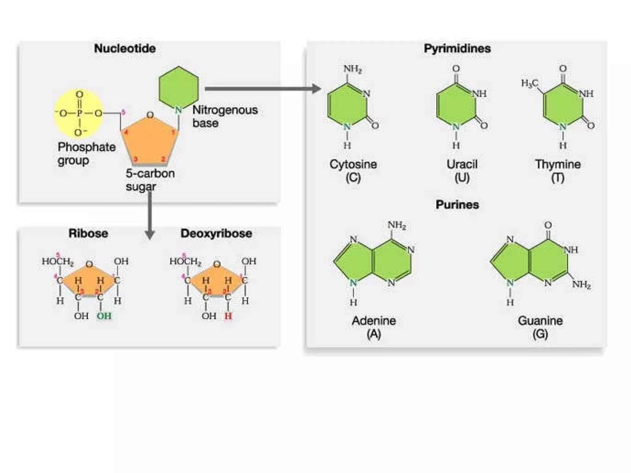 Nucleic Acids | POT | Chemistry | Science