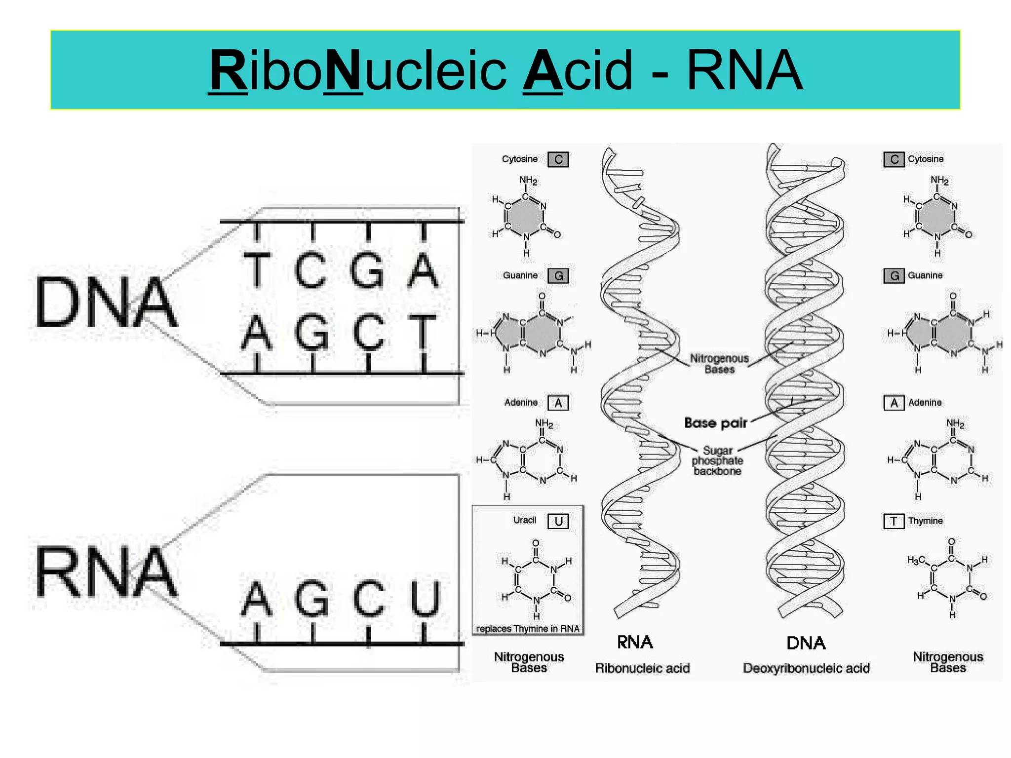 Nucleic Acids | POT | Chemistry | Science