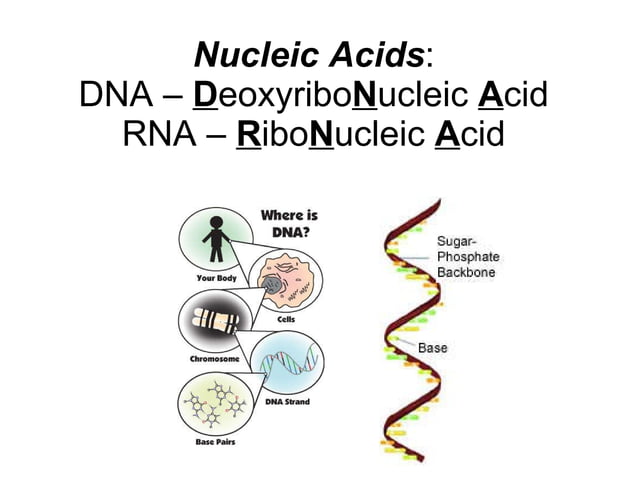 Nucleic Acids | POT | Chemistry | Science