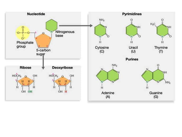 Nucleic Acids | POT | Chemistry | Science