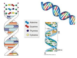 Nucleic Acids | POT | Chemistry | Science