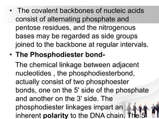 Nucleic acids ppt | PPTX | Chemistry | Science