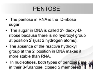 Nucleic acids ppt | PPTX | Chemistry | Science