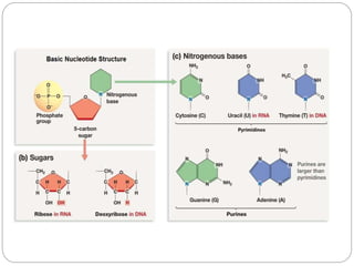 Nucleic acids ppt | PPTX | Chemistry | Science