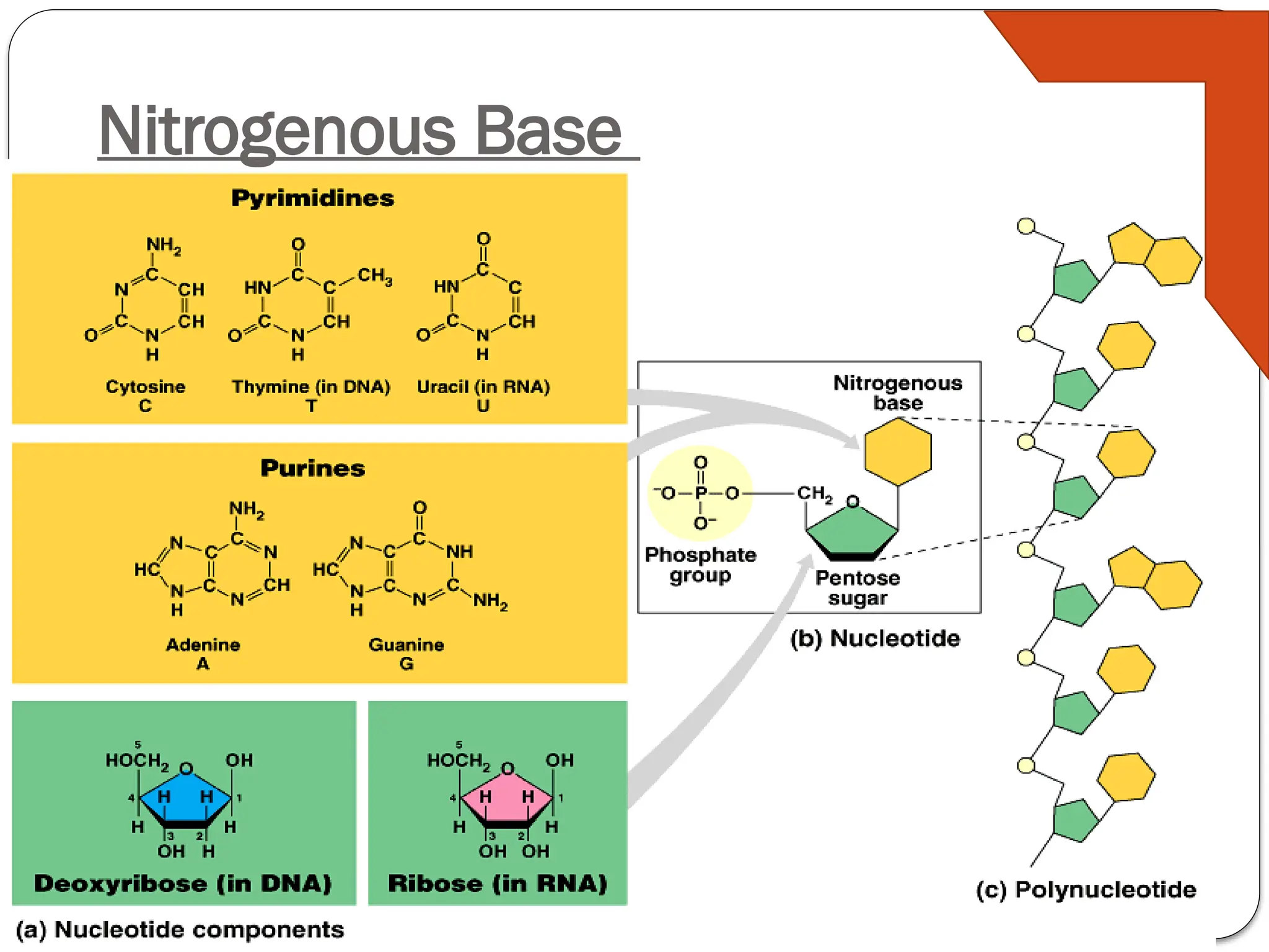 Nucleic acids information stages presentation.pptx