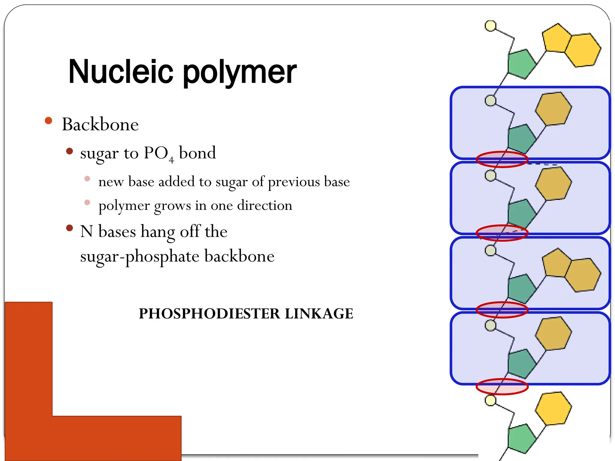 Nucleic acids information stages presentation.pptx