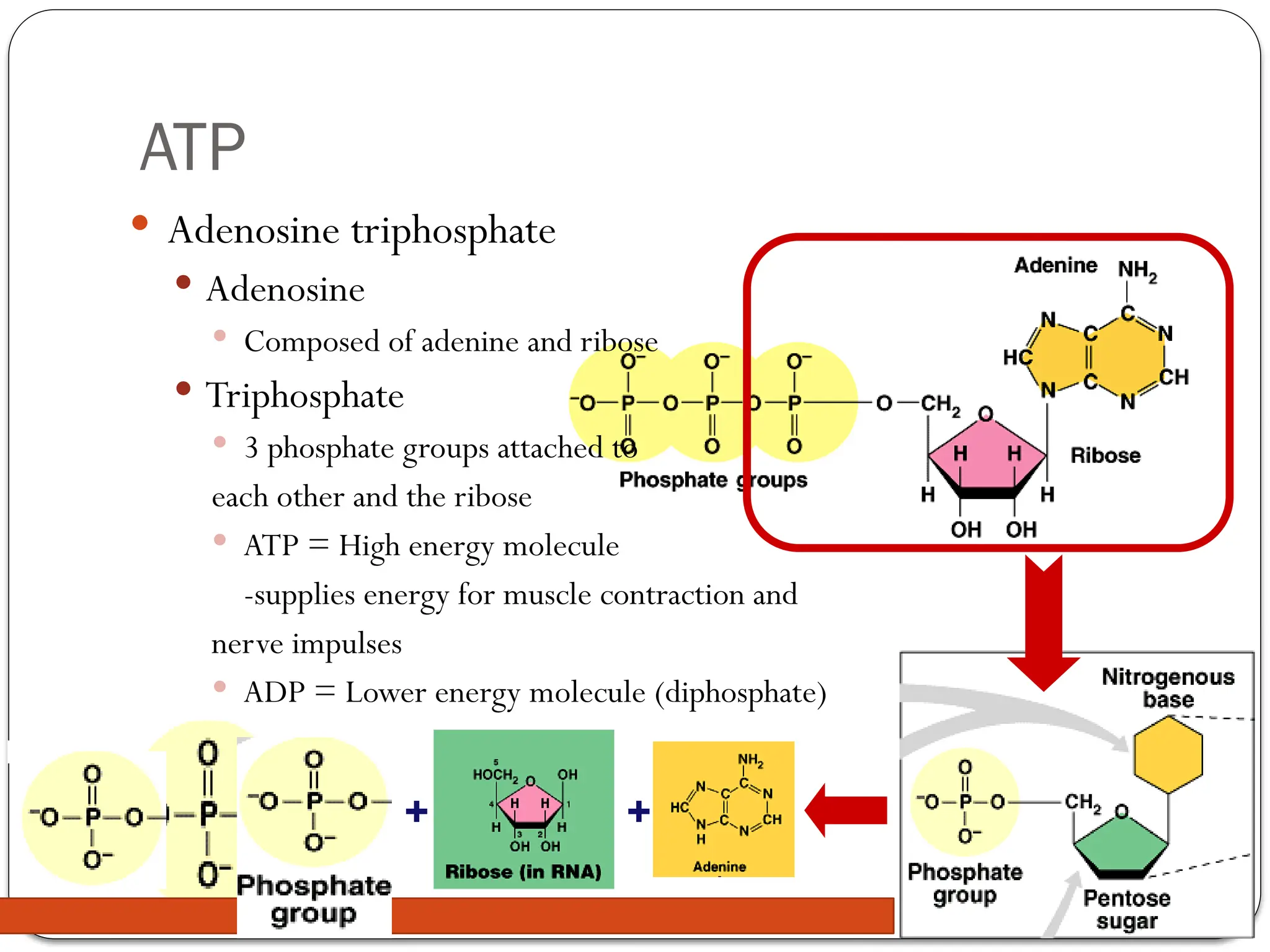 Nucleic acids information stages presentation.pptx