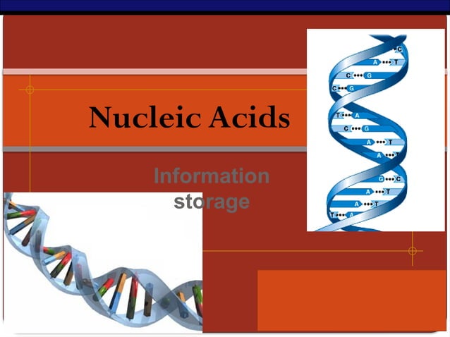 Nucleic acids information stages presentation.pptx