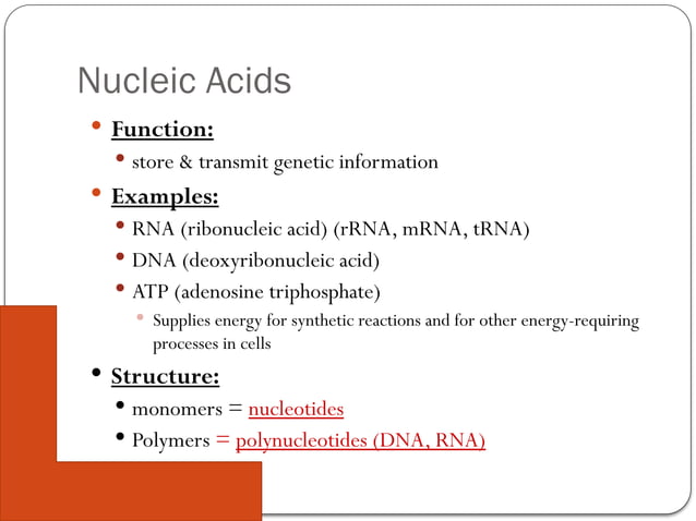 Nucleic acids information stages presentation.pptx