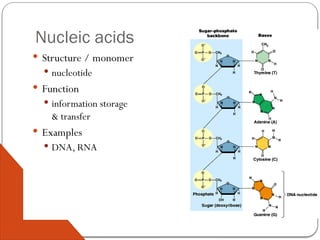 Nucleic acids information stages presentation.pptx