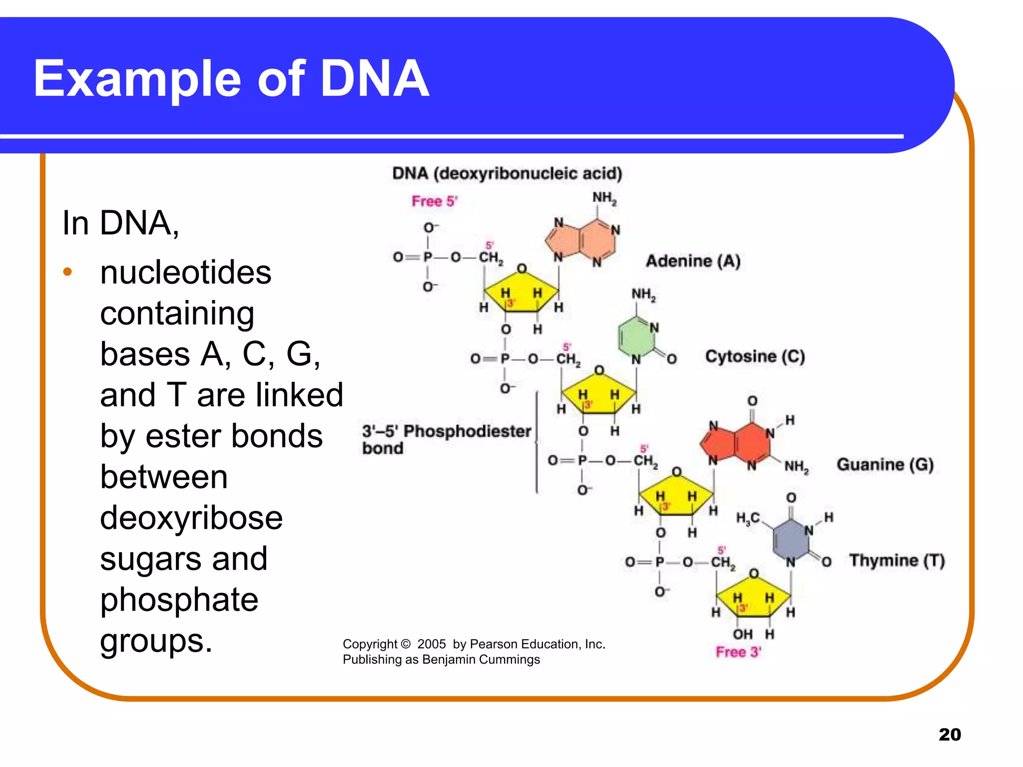 NUCLEIC ACIDSsss.ppt