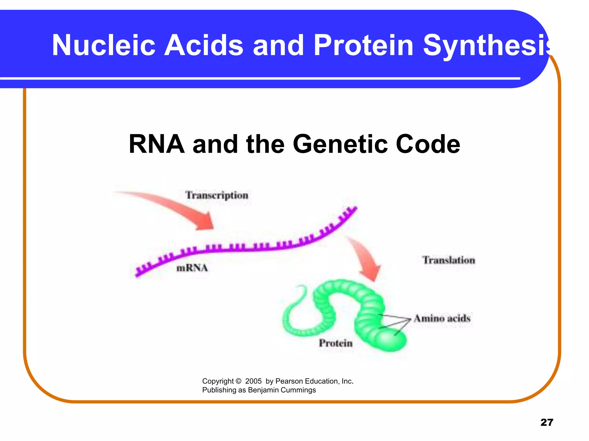 NUCLEIC ACIDSsss.ppt