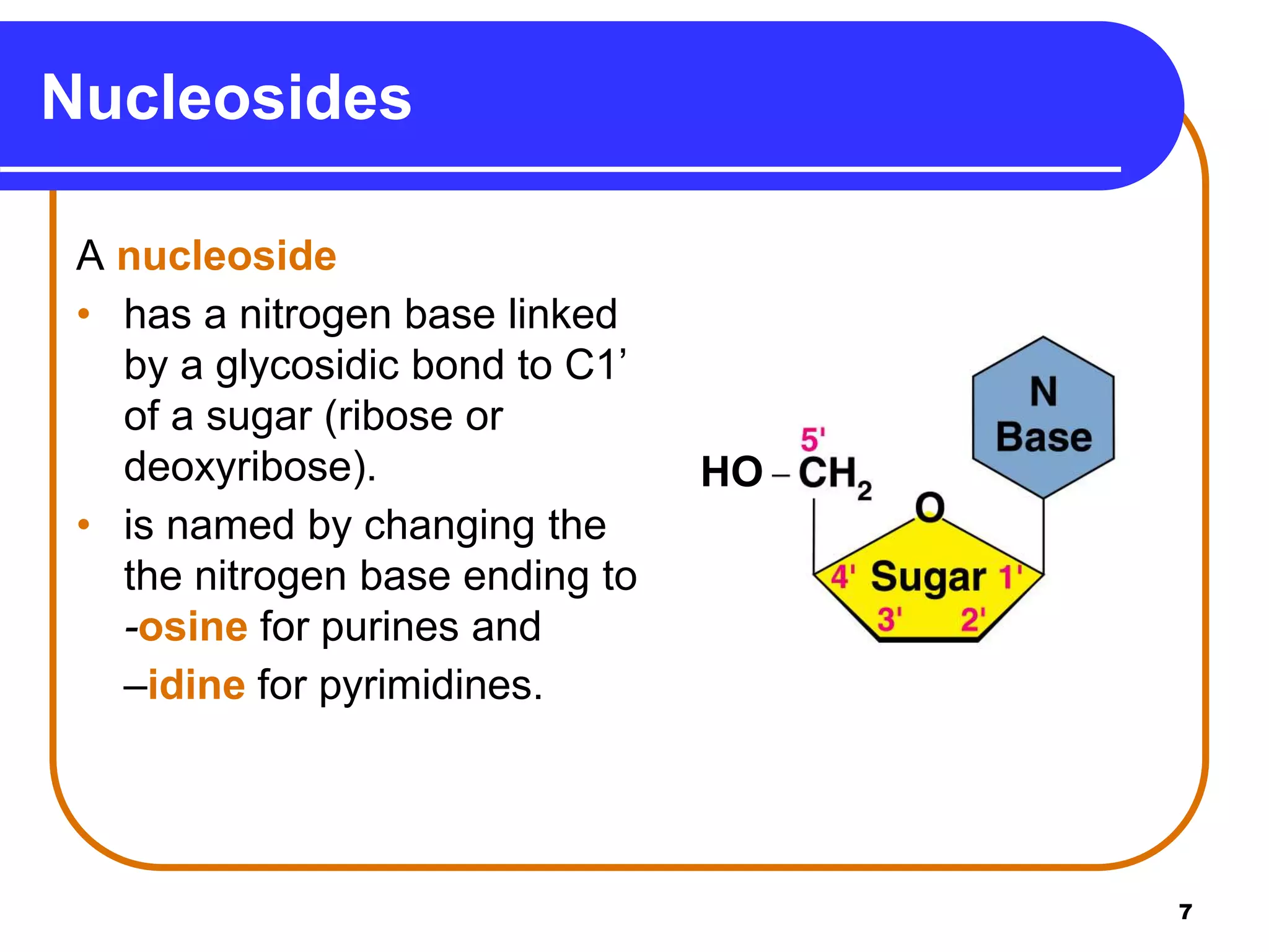 NUCLEIC ACIDSsss.ppt