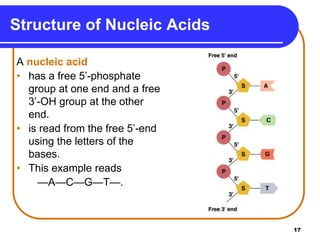 NUCLEIC ACIDSsss.ppt