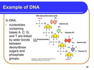 NUCLEIC ACIDSsss.ppt