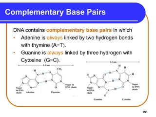 NUCLEIC ACIDSsss.ppt