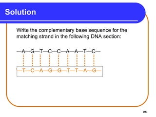 NUCLEIC ACIDSsss.ppt