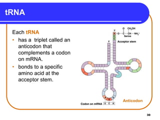 NUCLEIC ACIDSsss.ppt