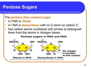 NUCLEIC ACIDSsss.ppt