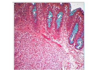 Nucleic acid stains | ODP