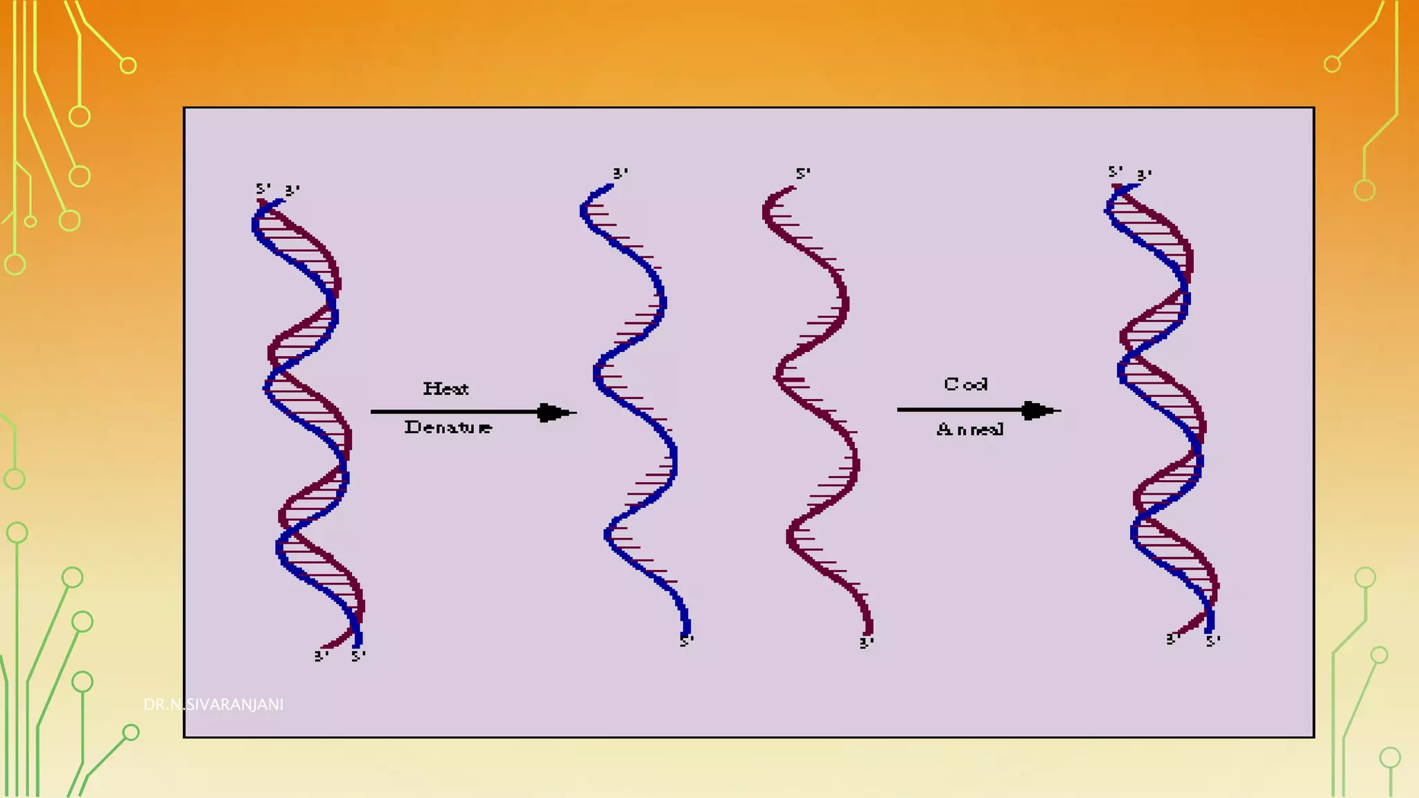 Nucleic Acid Structure Ppt