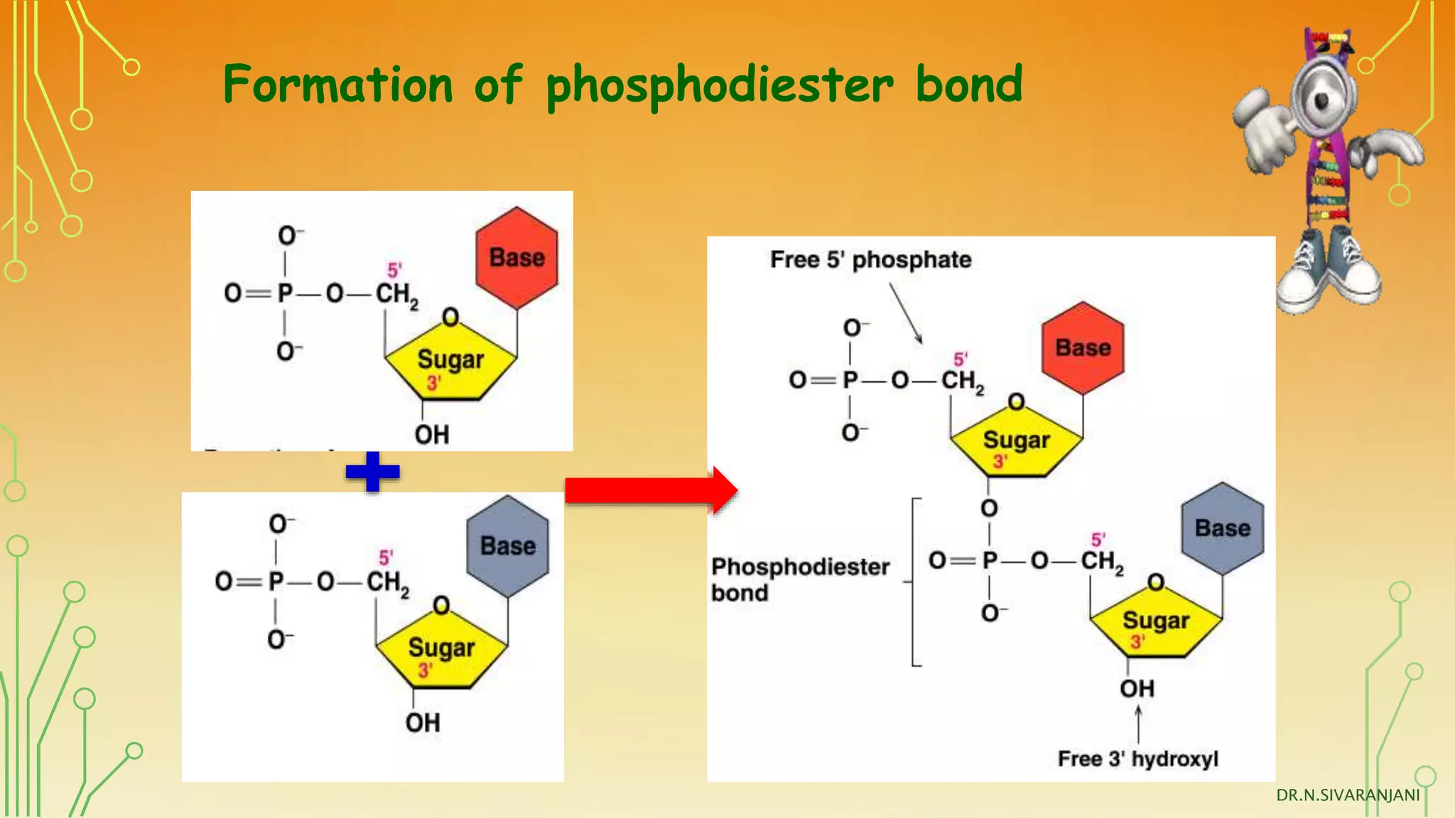 Nucleic acid structure | PPSX