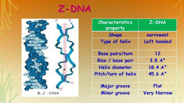 Dna Structure Properties Types And Functions