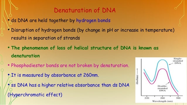 Nucleic Acid Denaturation – Difference between “Denaturation” and ...