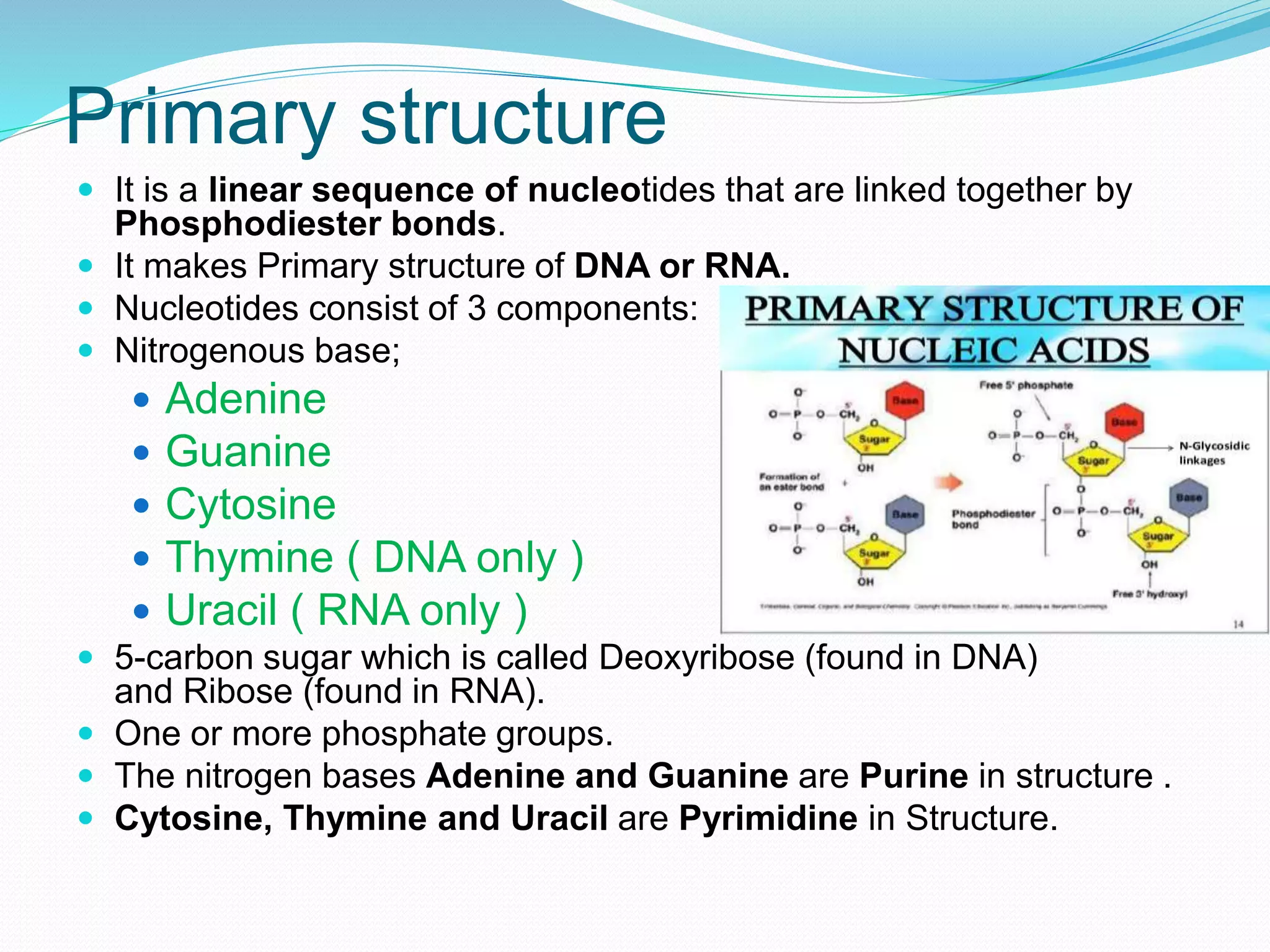 Nucleic Acid / Protein structure & Functions | PPTX