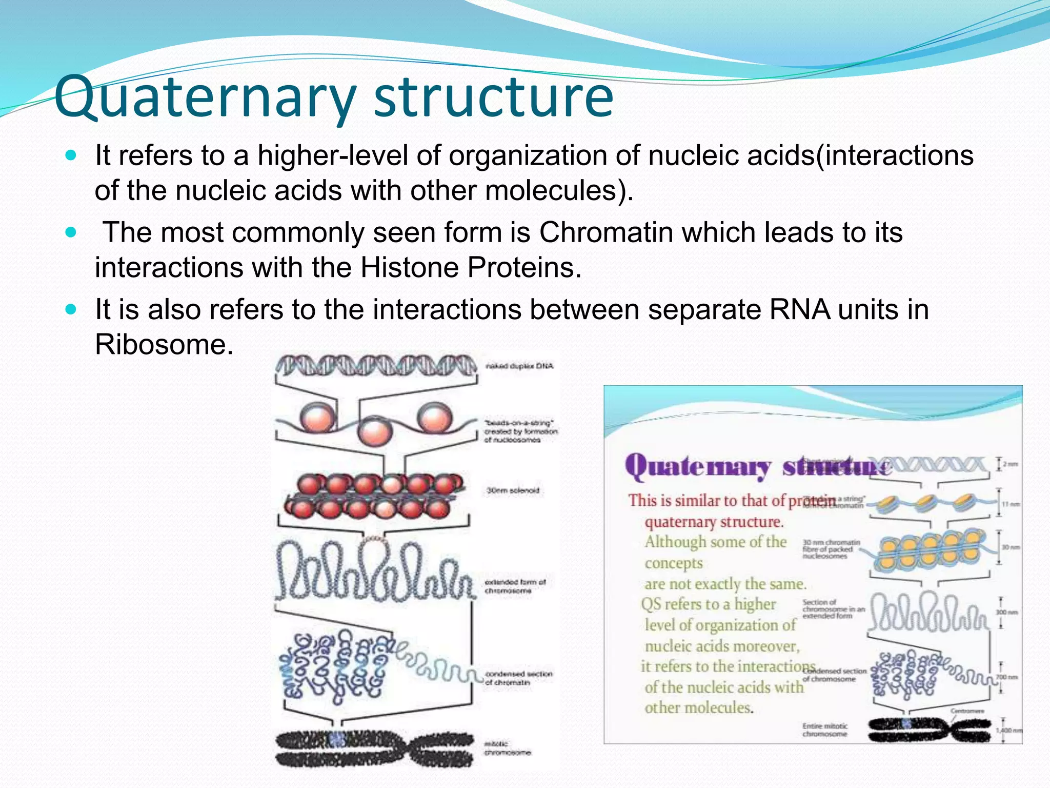 Nucleic Acid / Protein structure & Functions | PPTX