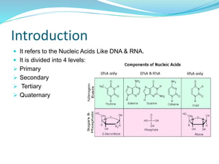 Nucleic Acids Structure And Function