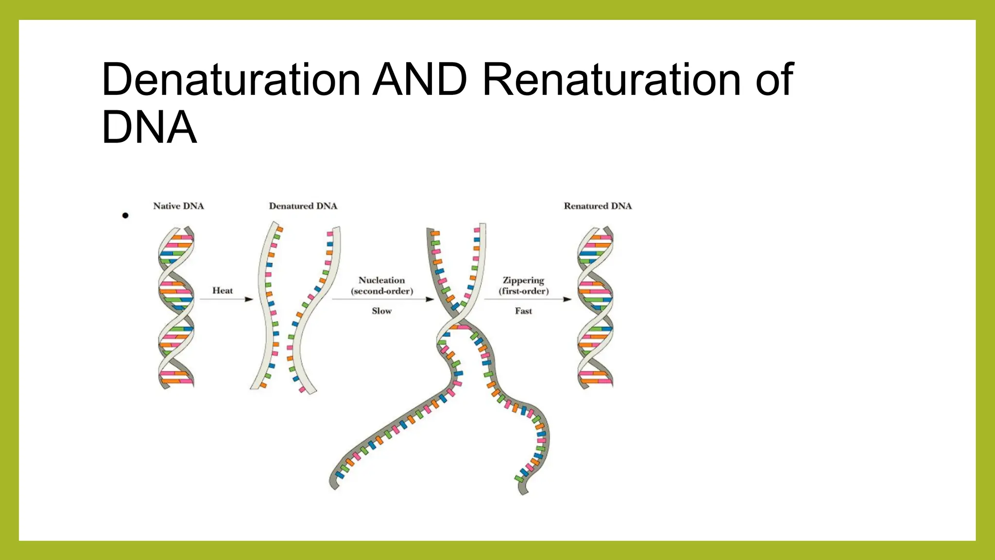 nucleic acid structure.pdf