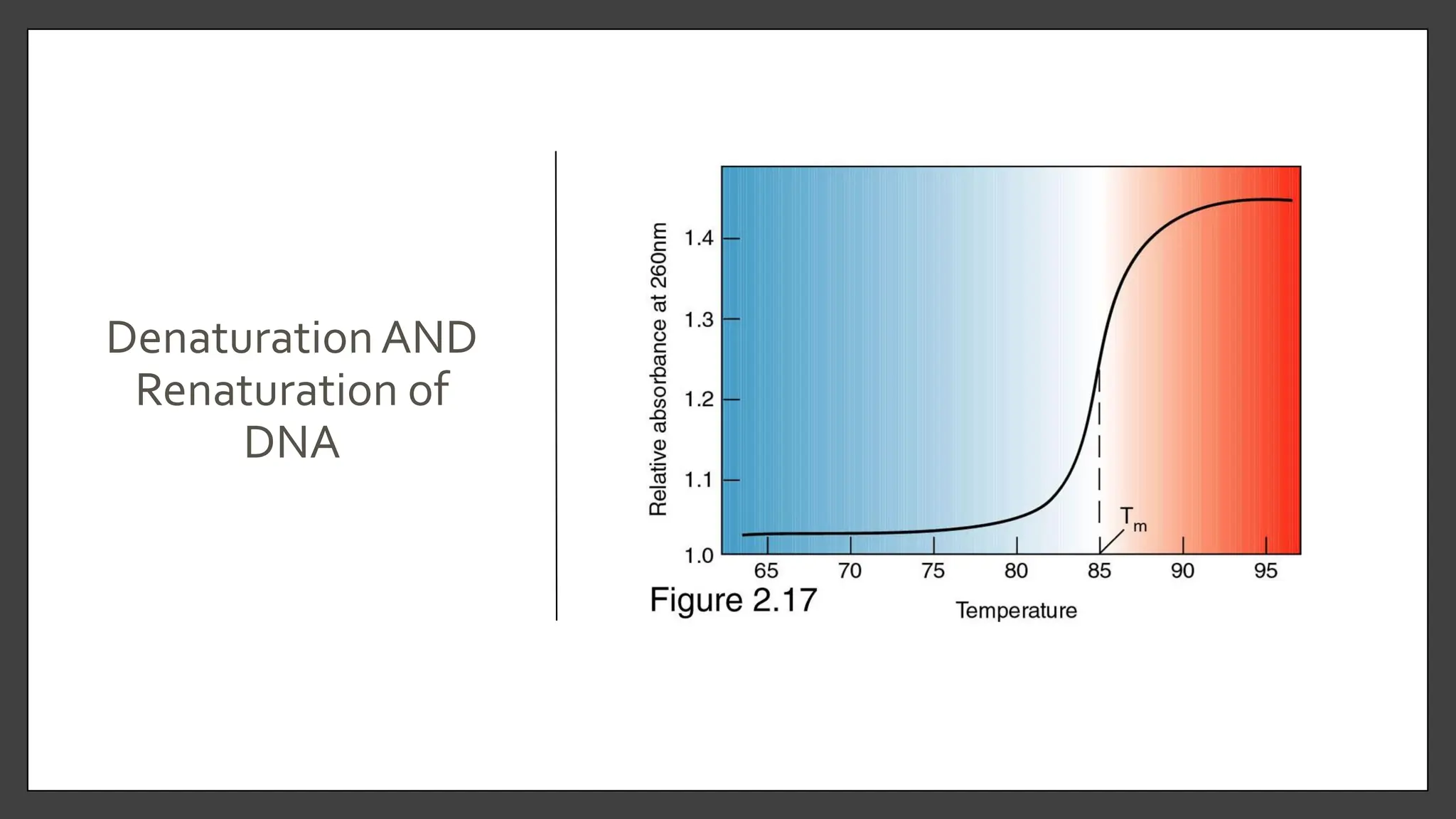 nucleic acid structure.pdf