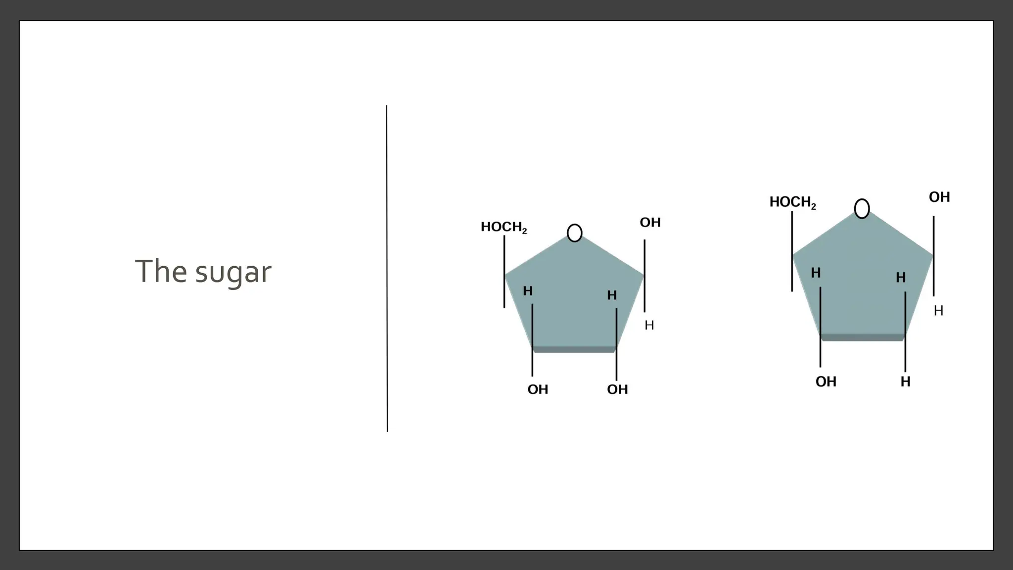 nucleic acid structure.pdf