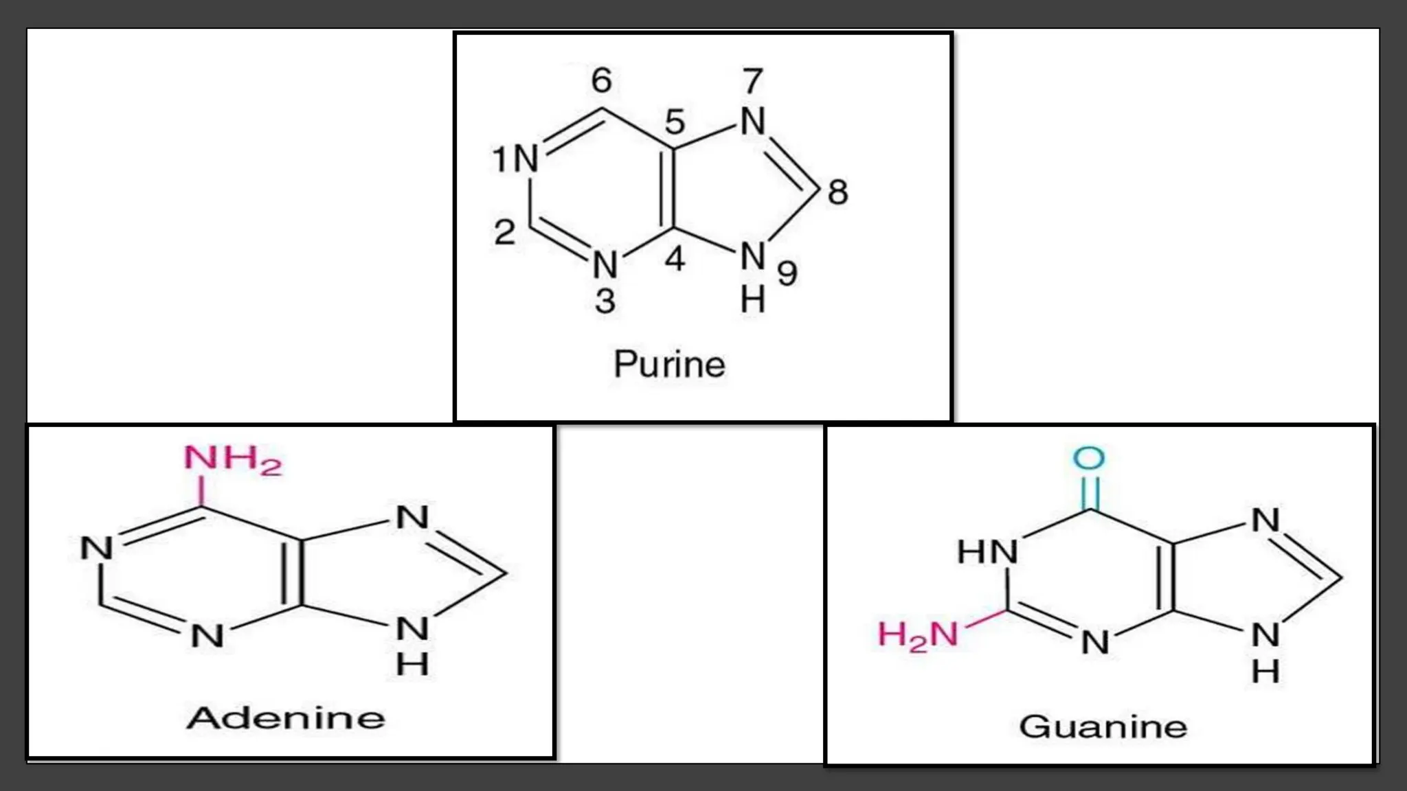 nucleic acid structure.pdf
