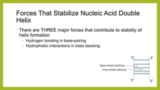 nucleic acid structure.pdf