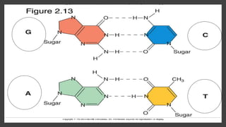 nucleic acid structure.pdf
