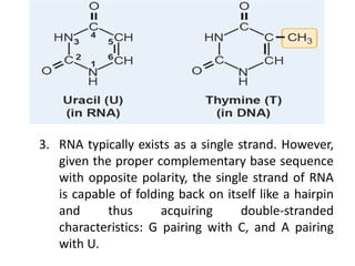 Nucleic acid structure and function | PPTX