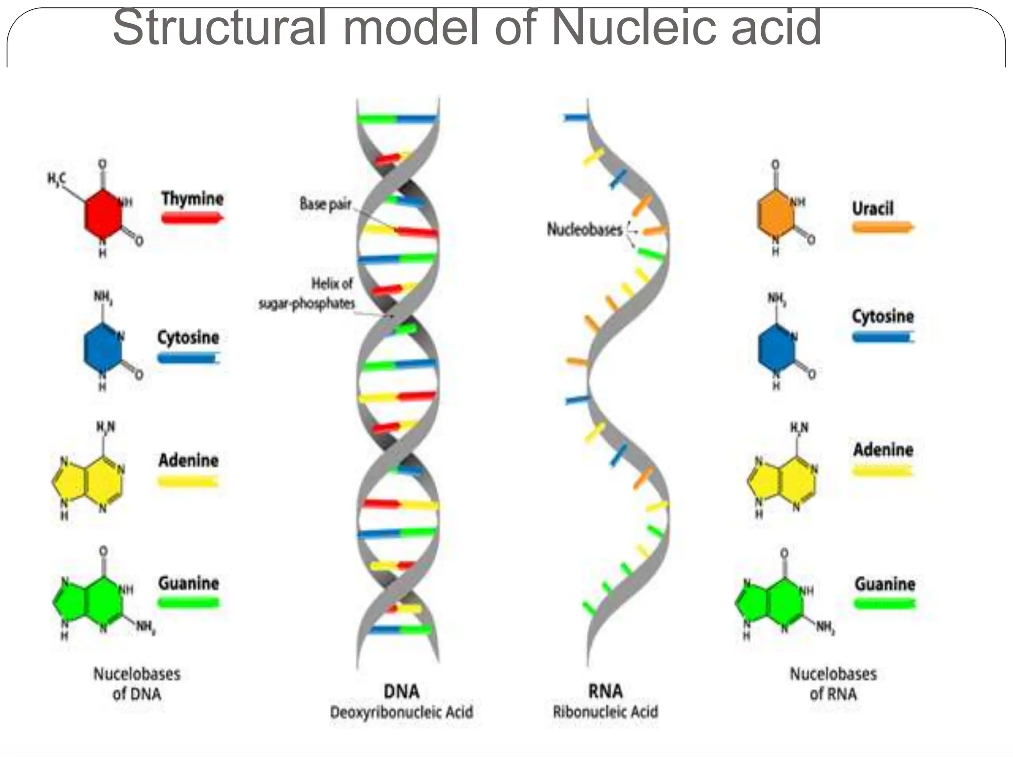 Nucleic Acid types and structure.pptx full | PPTX