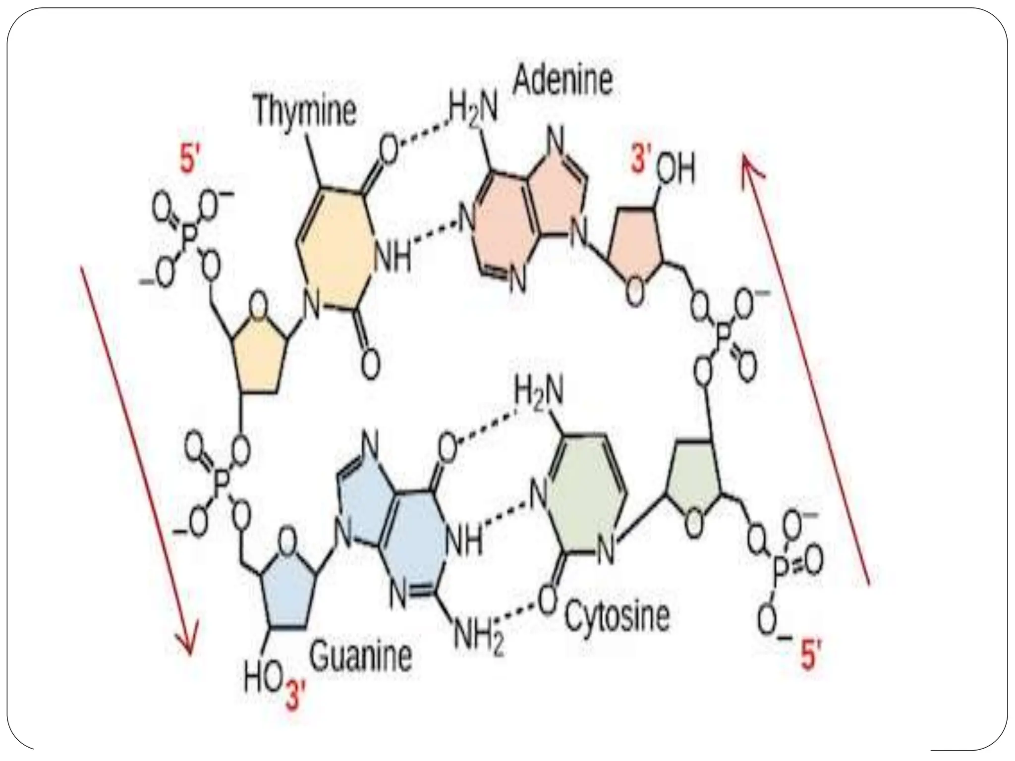 Nucleic Acid types and structure.pptx full | PPTX