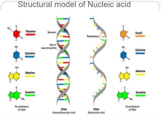 Nucleic Acid types and structure.pptx full | PPTX