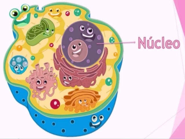 Que es un nucleo - toomyte