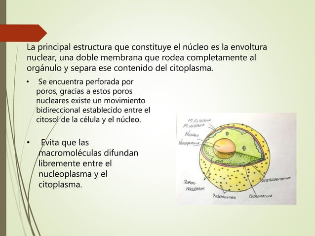 Núcleo, Nucléolo y Membrana Nuclear | PPTX | Endocrine and Metabolic ...