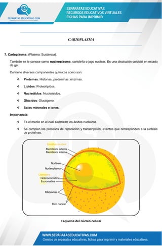 Núcleo celular | PDF