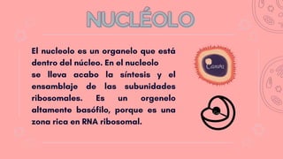 nucleo-celular-biologia-equipo-6 (2).pdf