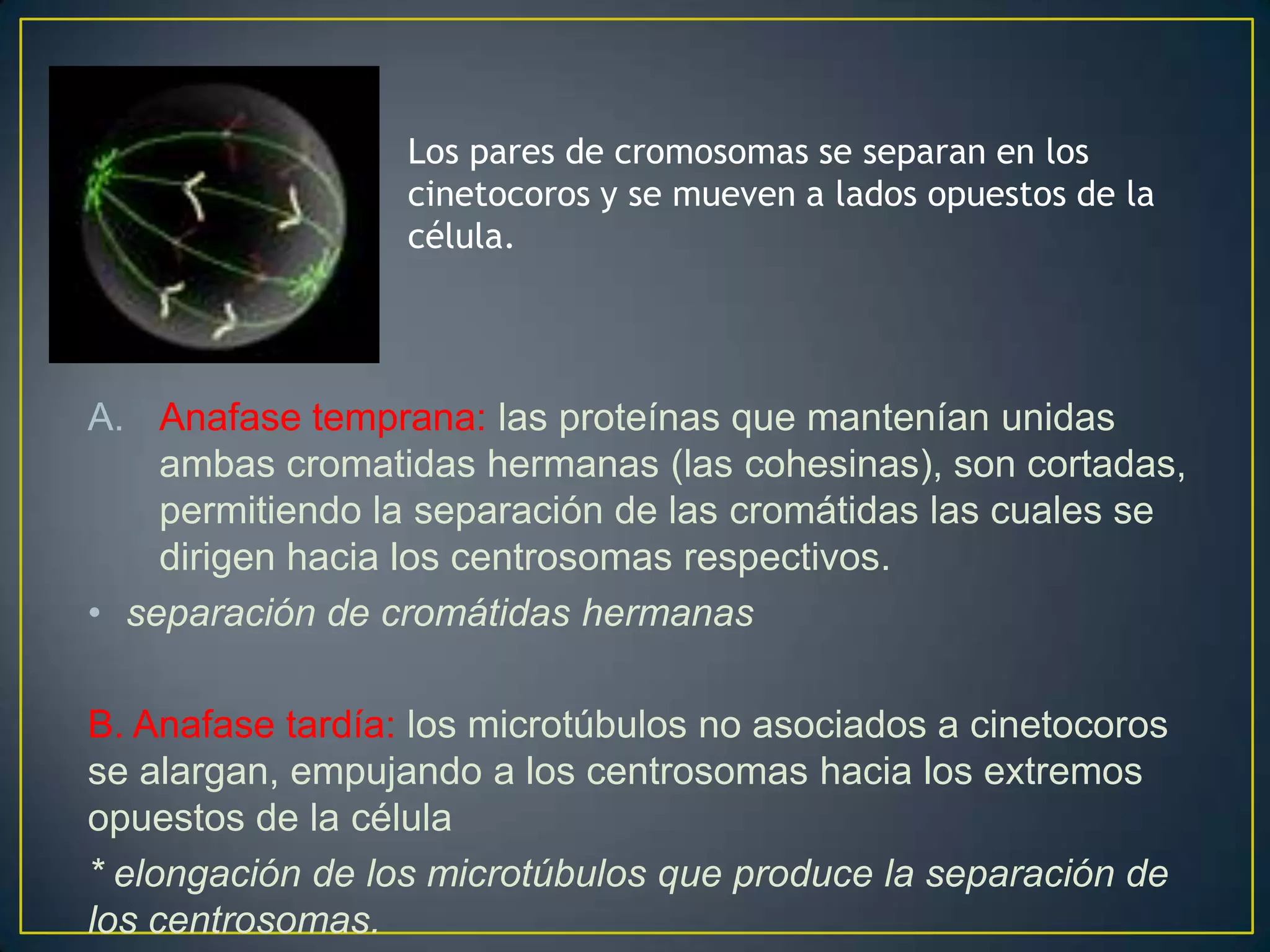 Nucleo, amitosis y mitosis | PPTX